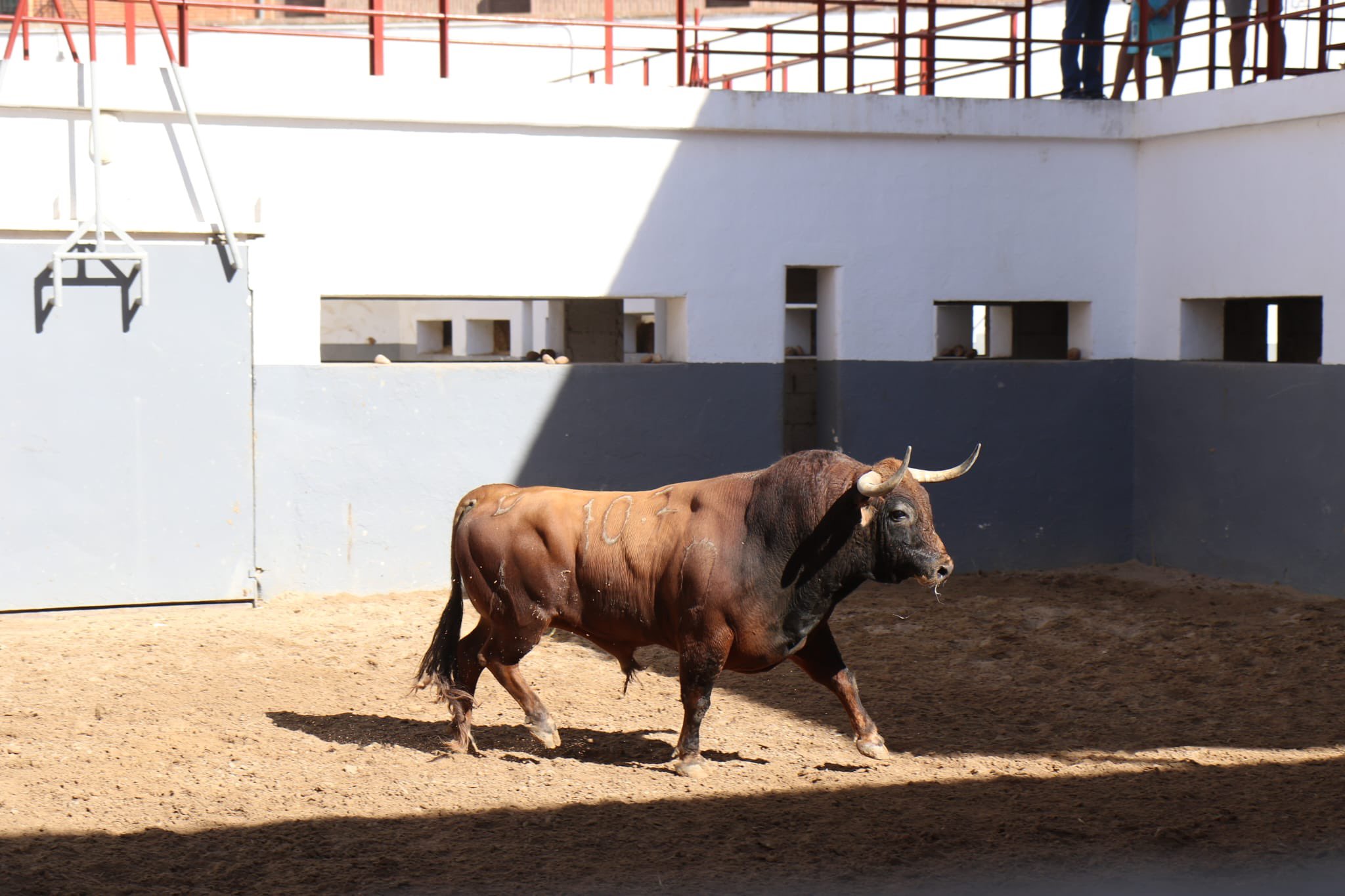 "Bullidor" toro de la alternativa de Manuel Caballero - Plaza de Toros ...